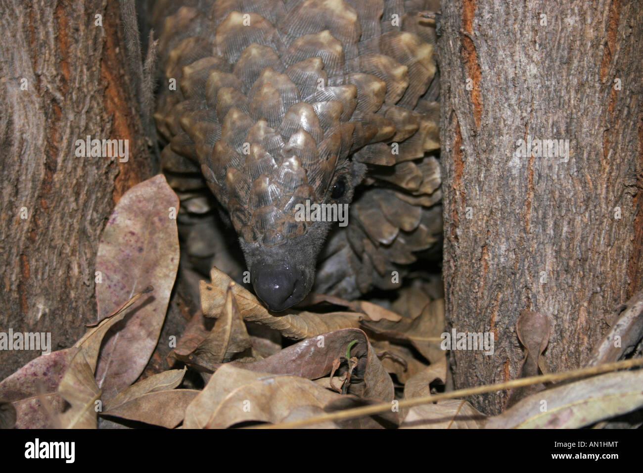 Endangered pangolin hi-res stock photography and images - Alamy