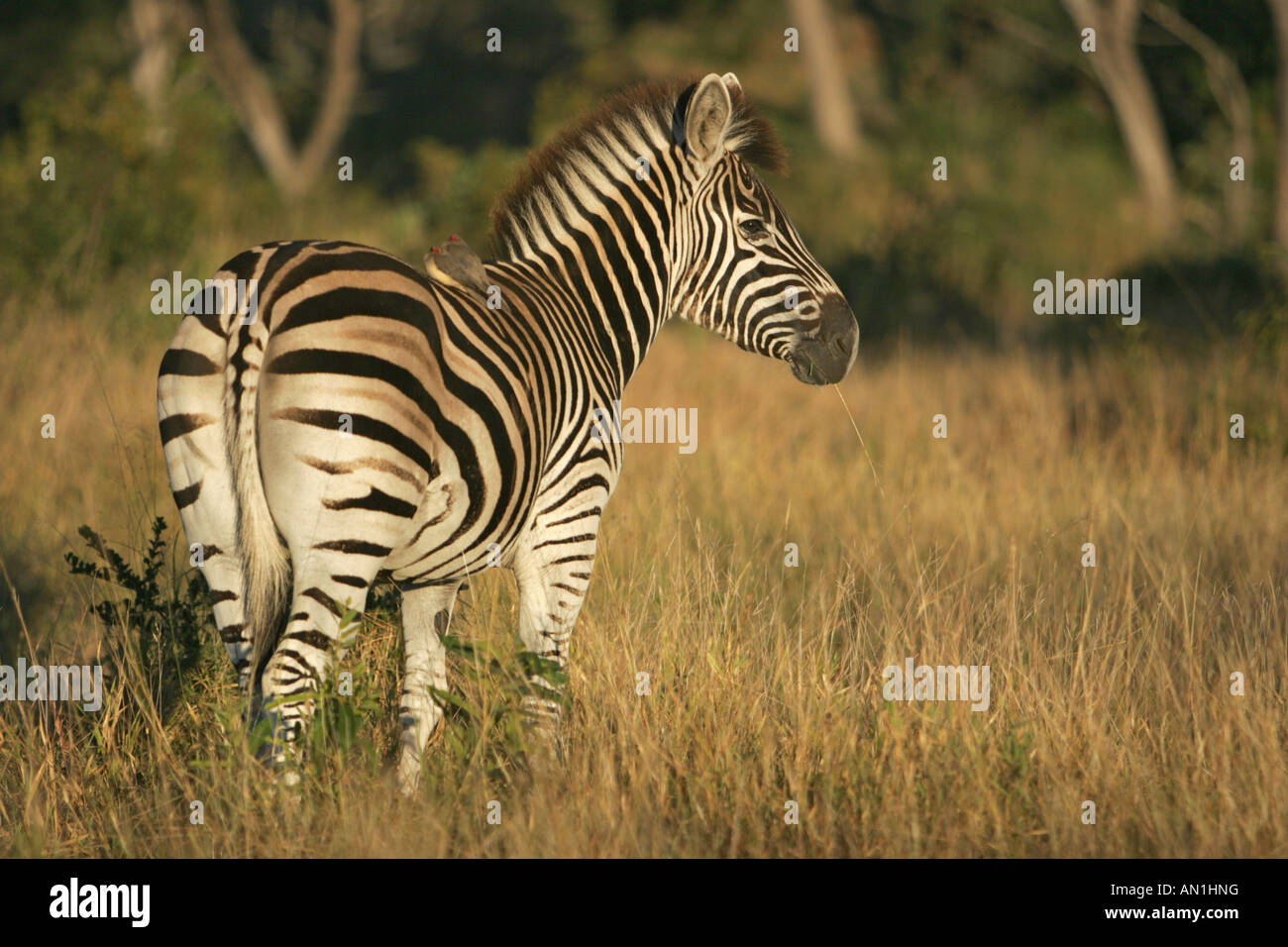 Rear view of lone Zebra in bushveld setting Stock Photo - Alamy