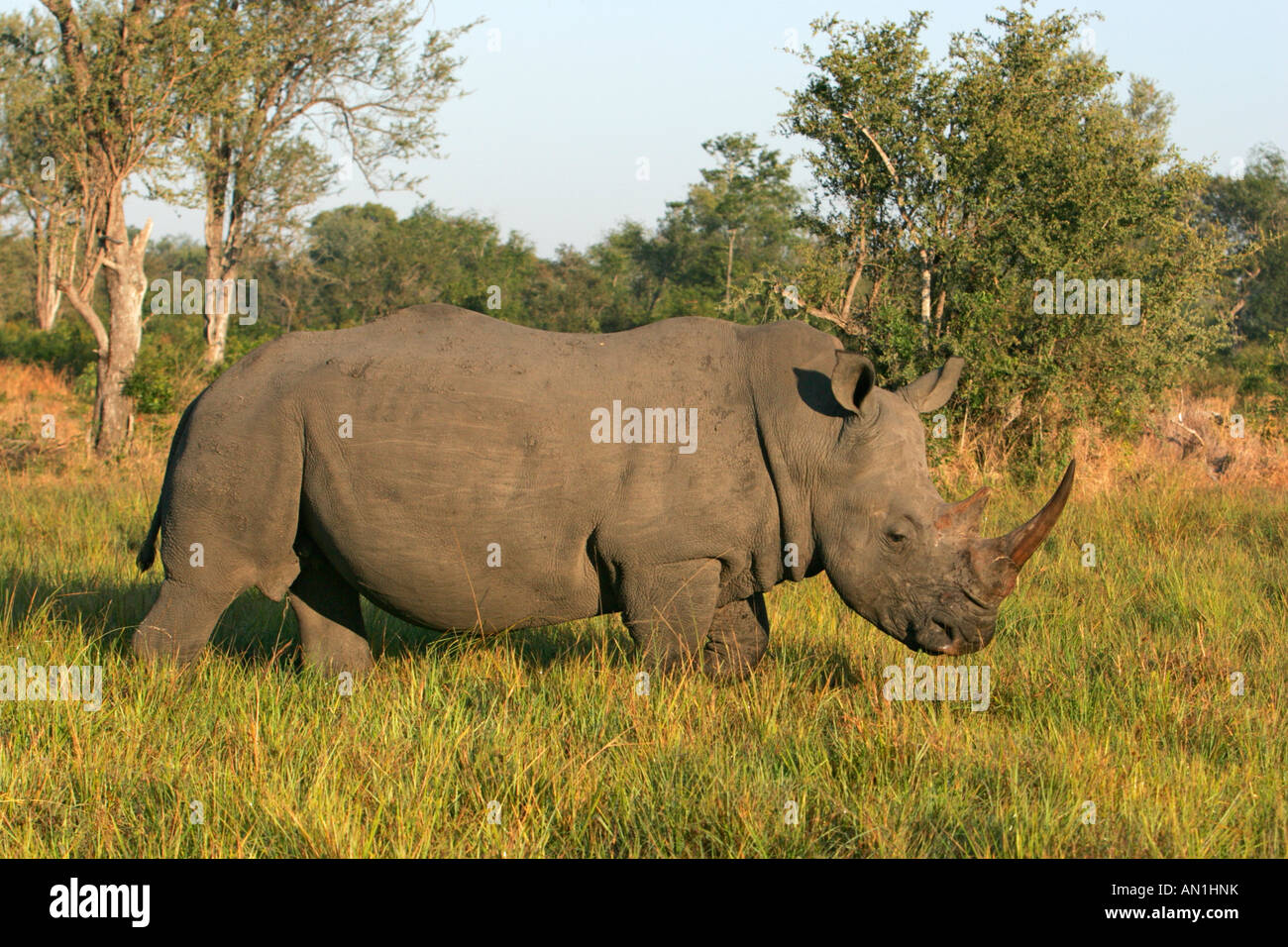 Side view of lone white rhino Stock Photo - Alamy