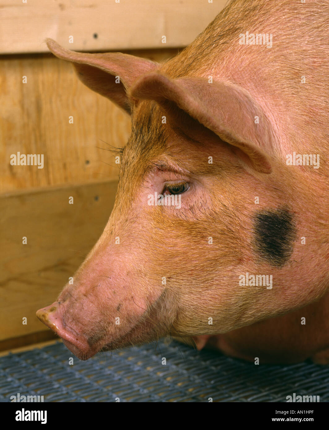 Hogs head hi-res stock photography and images - Alamy