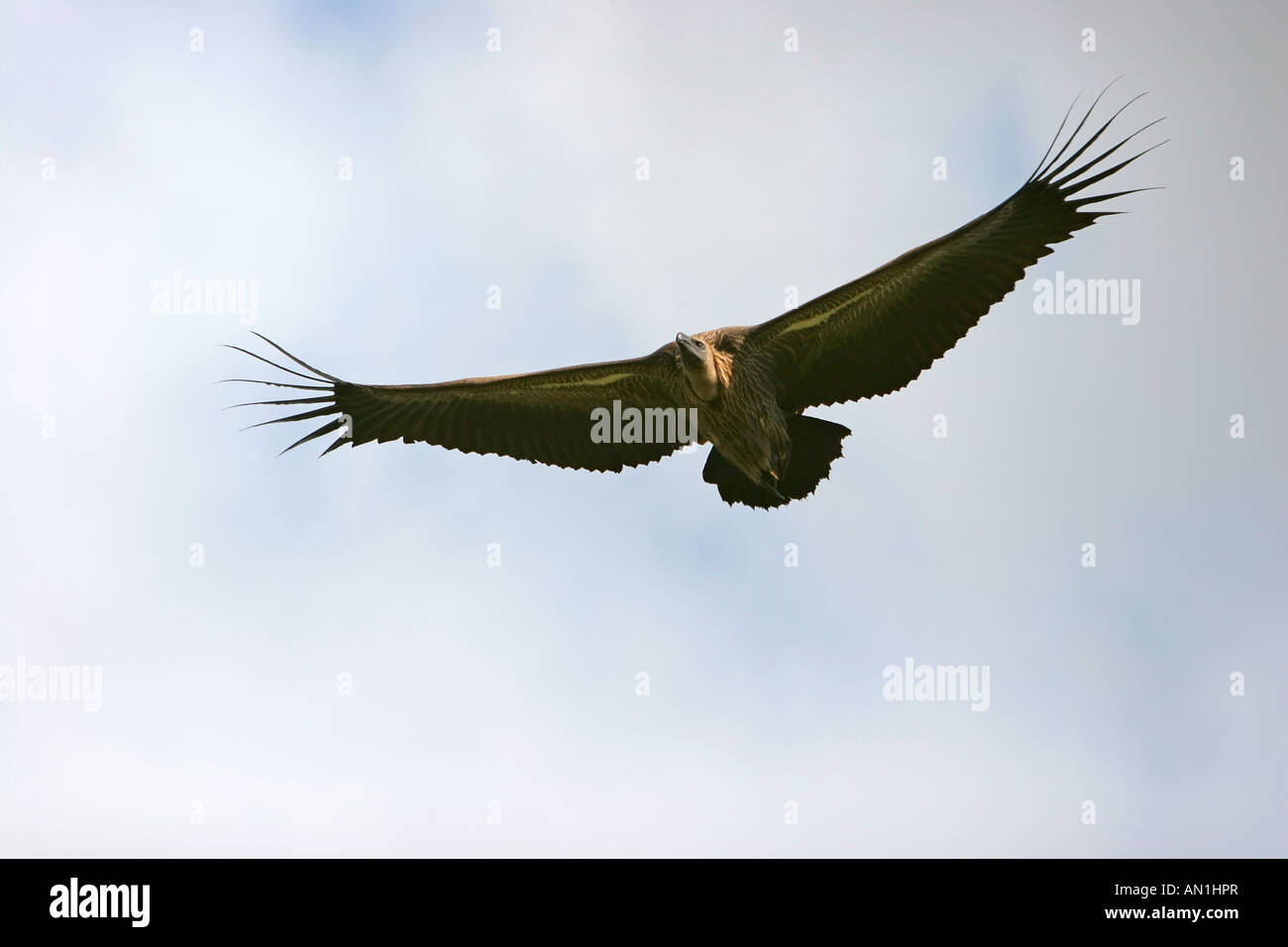 White-backed vulture in flight Stock Photo - Alamy