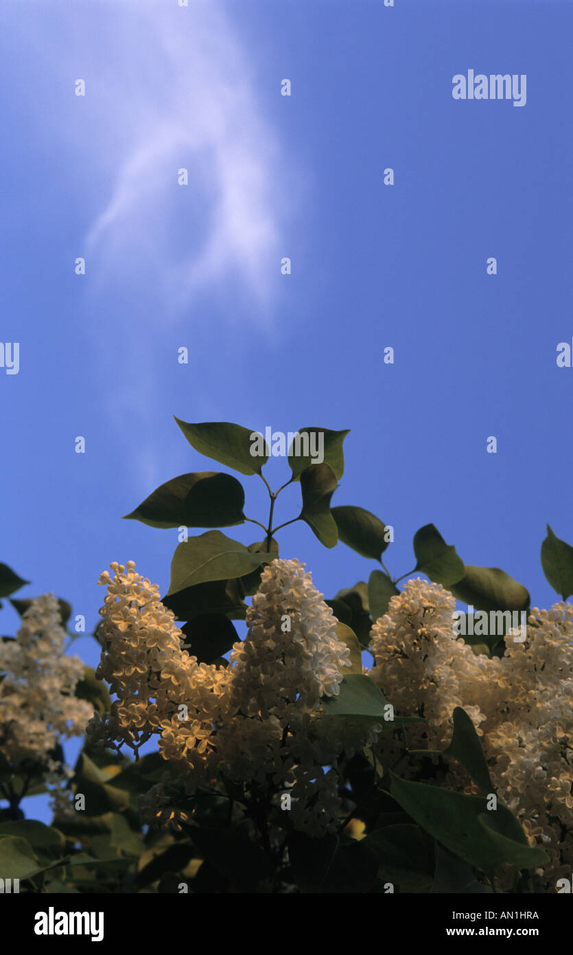 White pipe tree hi-res stock photography and images - Alamy