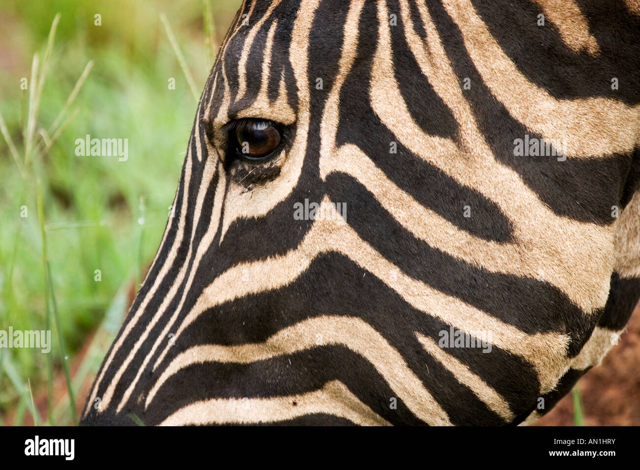 Zebra head shot Plains zebra (Equus burchelli Stock Photo - Alamy