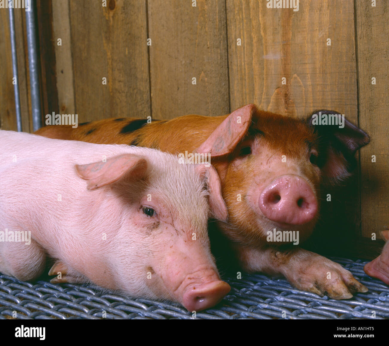 Cross breed pig hi-res stock photography and images - Alamy