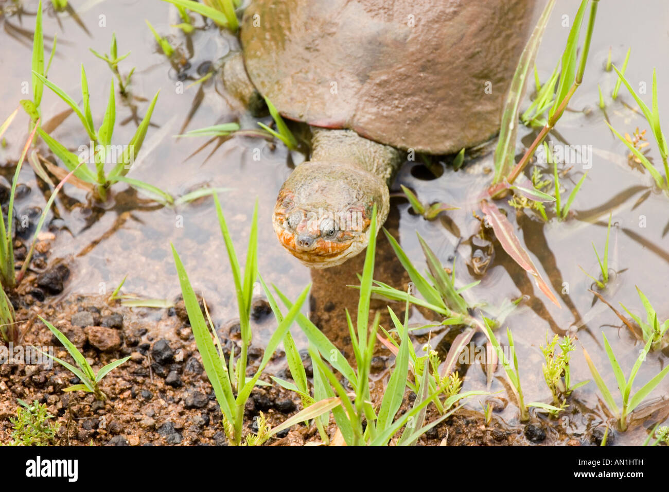 Marsh (Helmeted) terrapin emerging from the water Stock Photo - Alamy