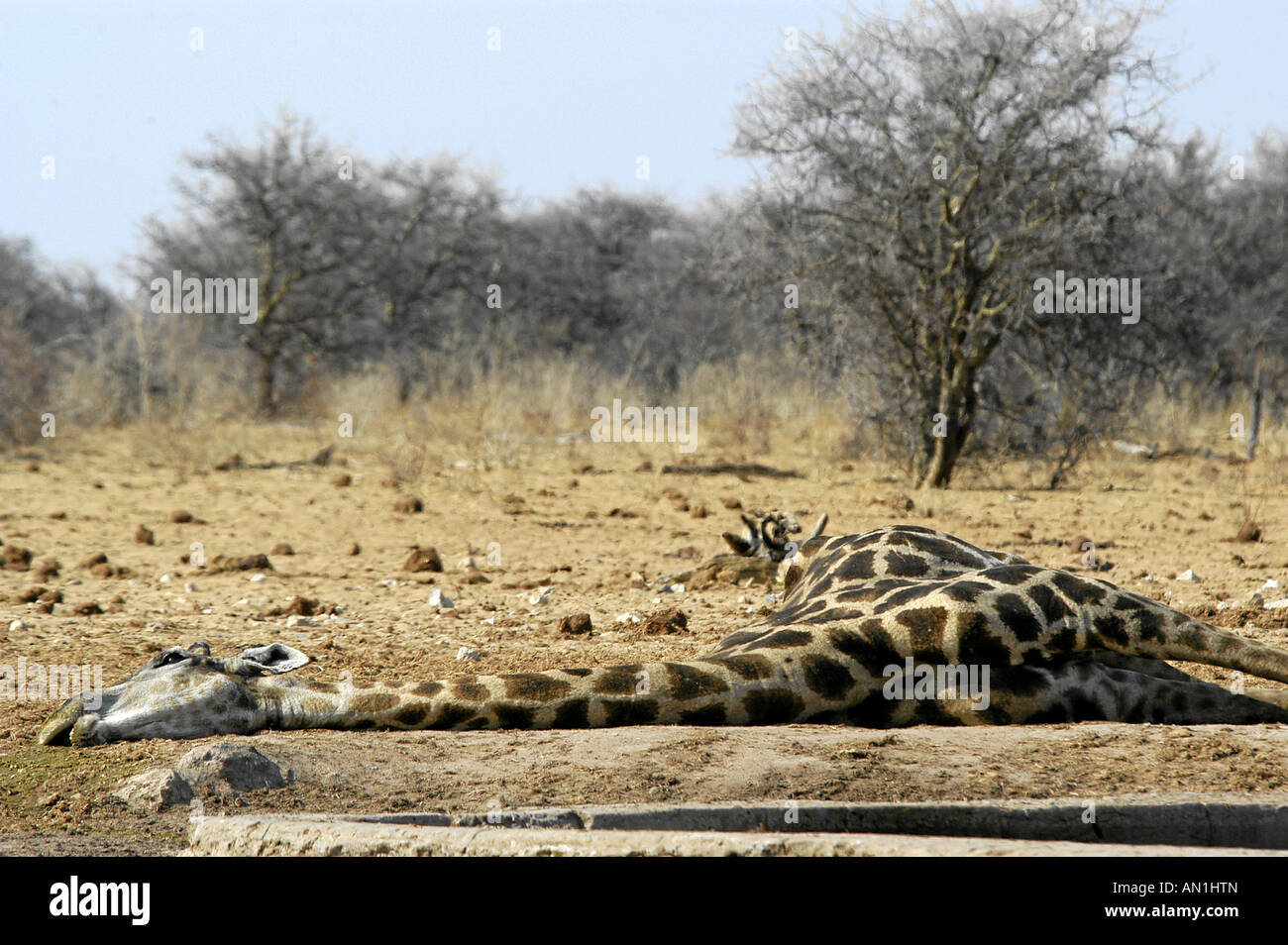 Giraffe sleeping hi-res stock photography and images - Alamy