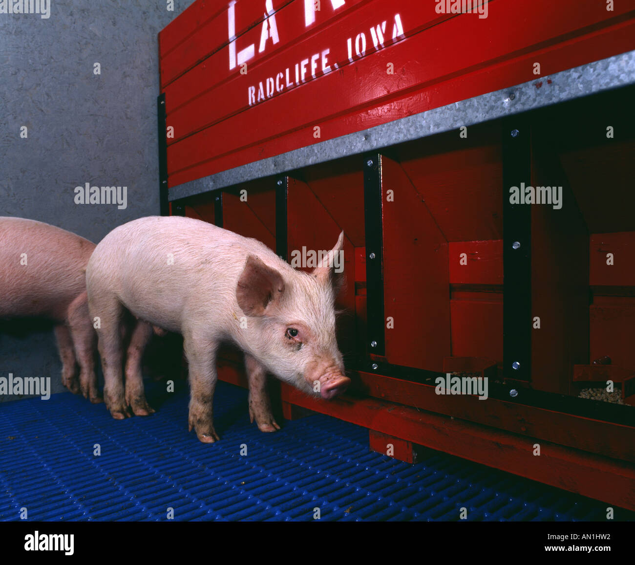 YORKSHIRE PIGS PIGLETS Stock Photo - Alamy