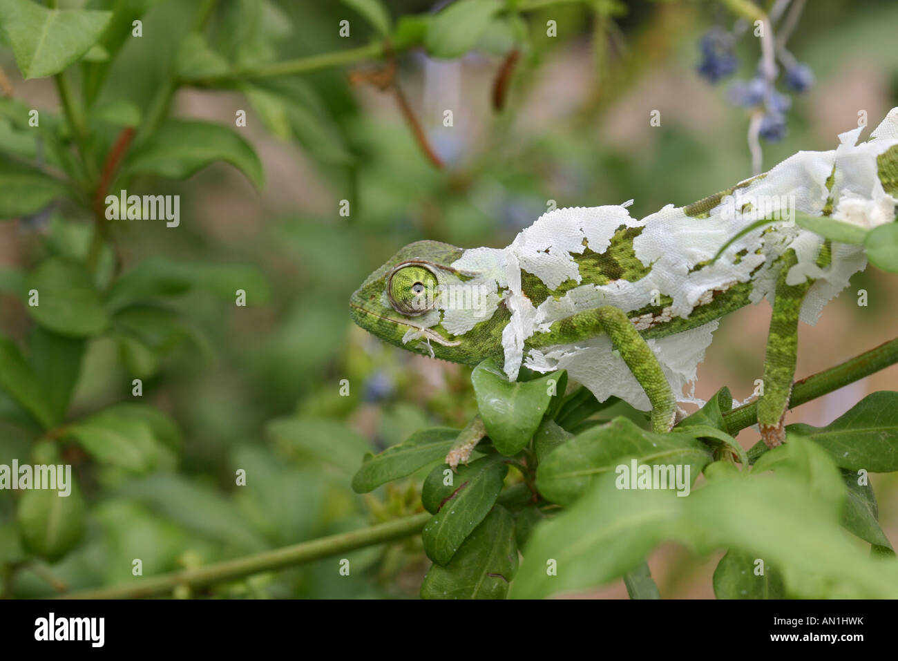 Chameleon shedding hi-res stock photography and images - Alamy