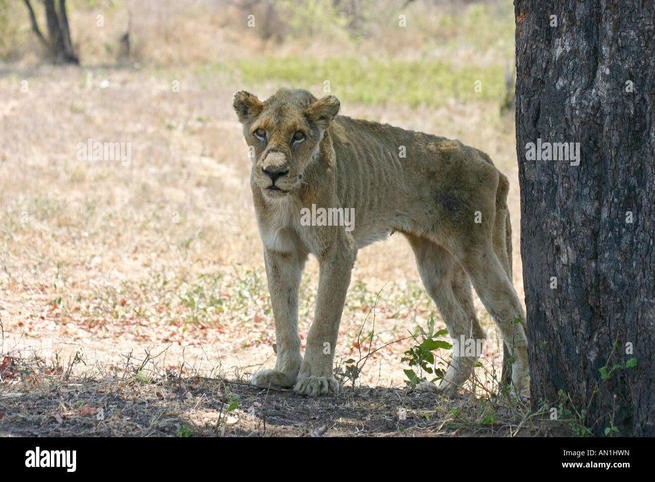 Thin skinny legs hi-res stock photography and images - Alamy