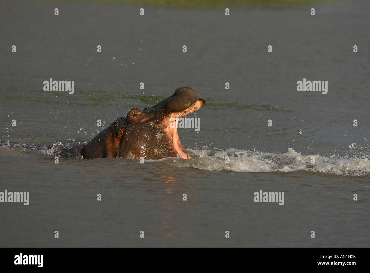 African toothless hi-res stock photography and images - Alamy