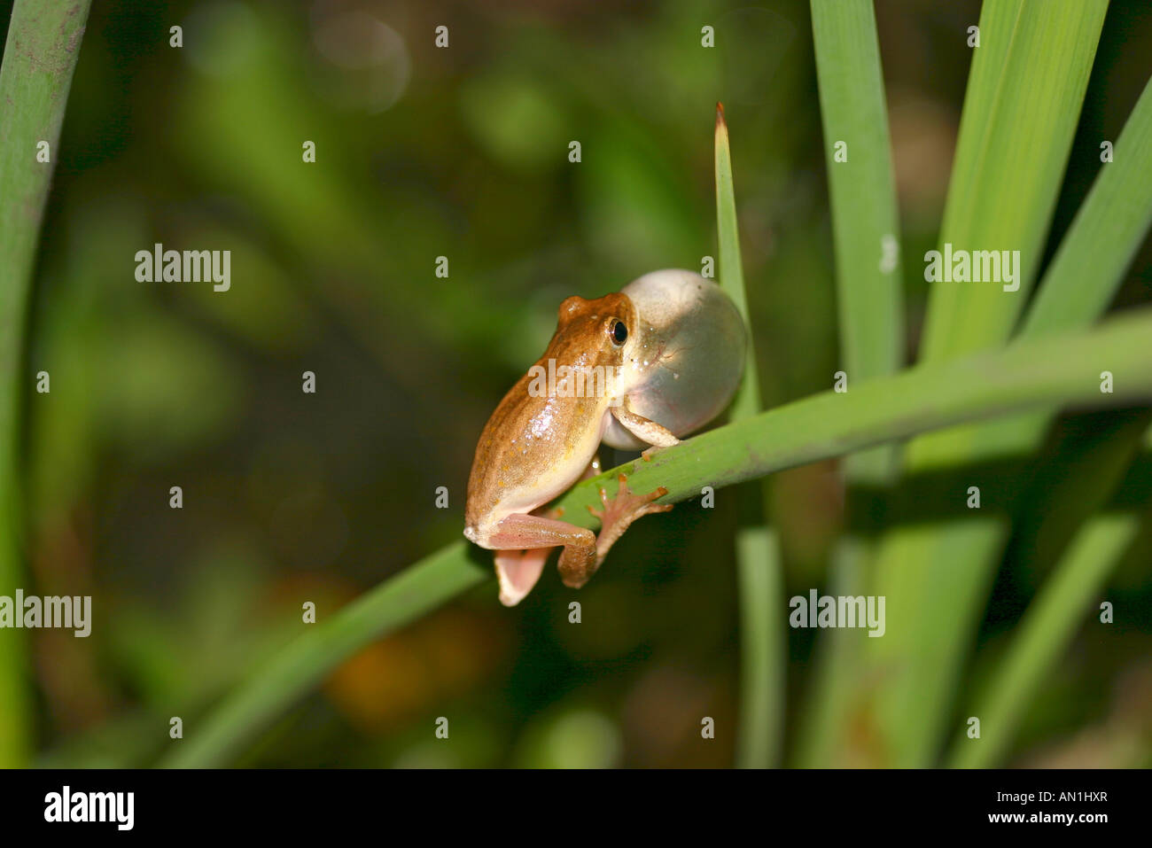Reed frog calling from a reed stalk with distended vocal sac Stock ...