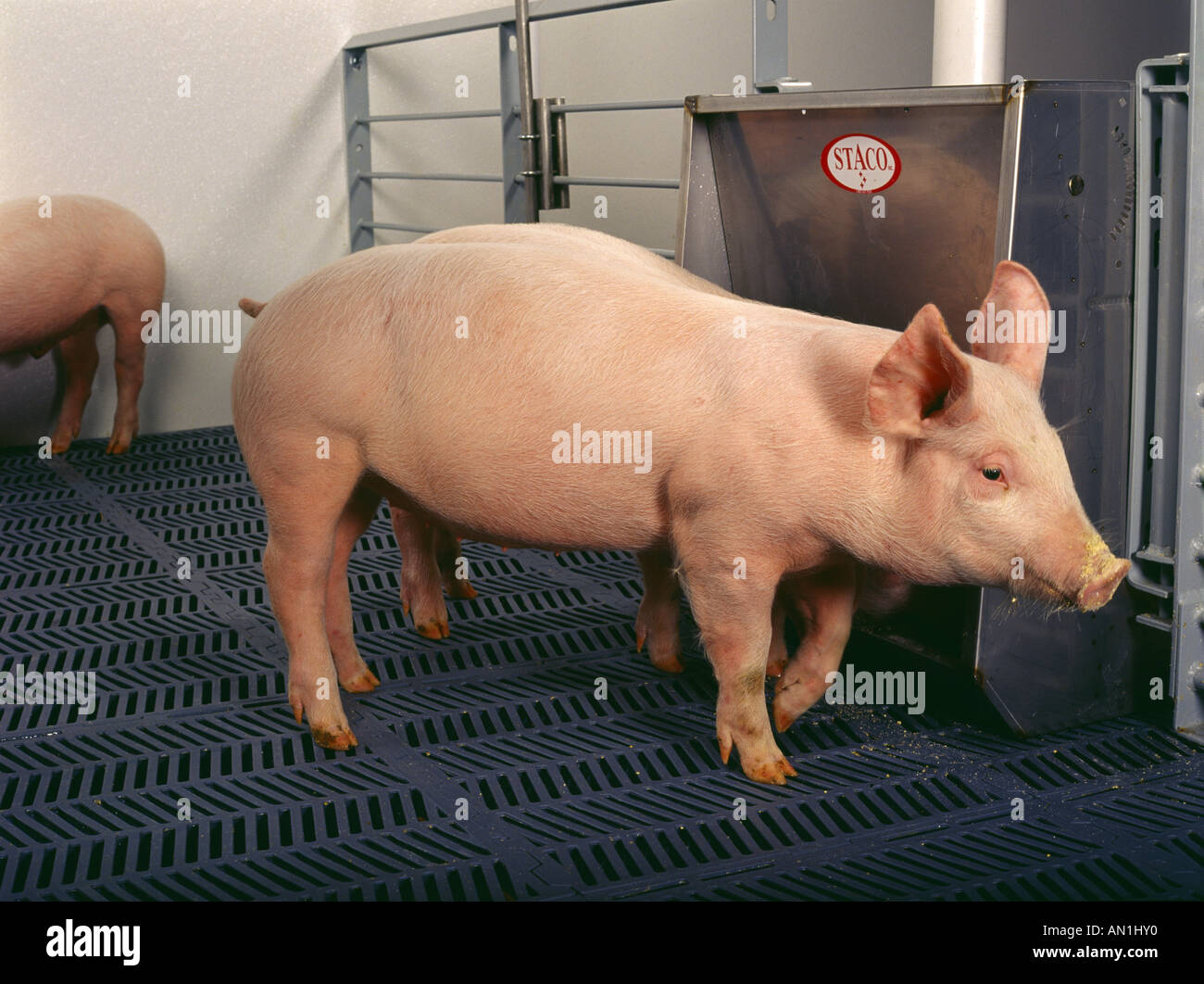 Nursery pigs hi-res stock photography and images - Alamy
