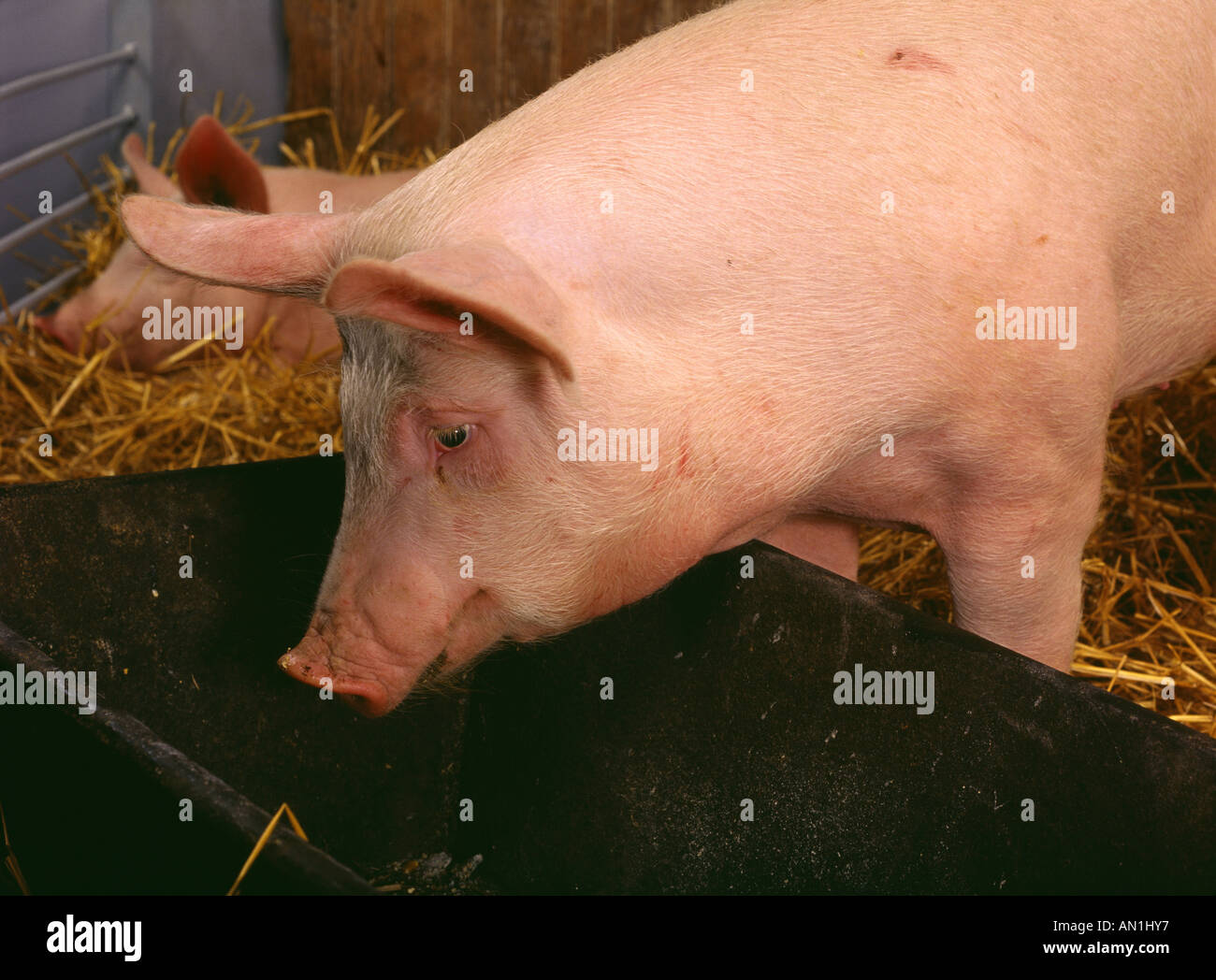 Pig trough hi-res stock photography and images - Alamy