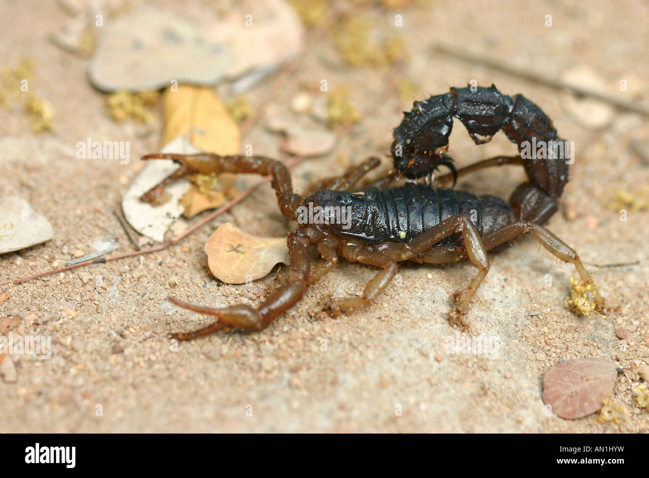 Parabuthus Transvaalicus