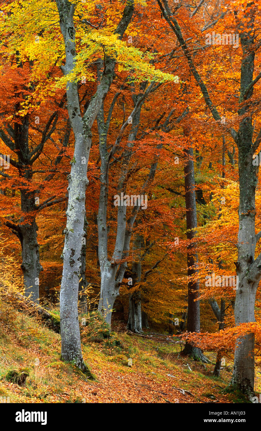 common beech (Fagus sylvatica), beech woodland, United Kingdom ...