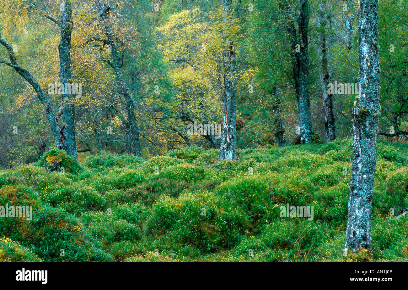 common birch, silver birch, European white birch, white birch (Betula ...