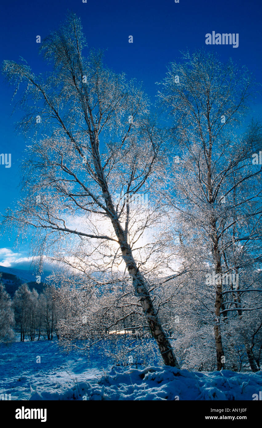 common birch, silver birch, European white birch, white birch (Betula ...