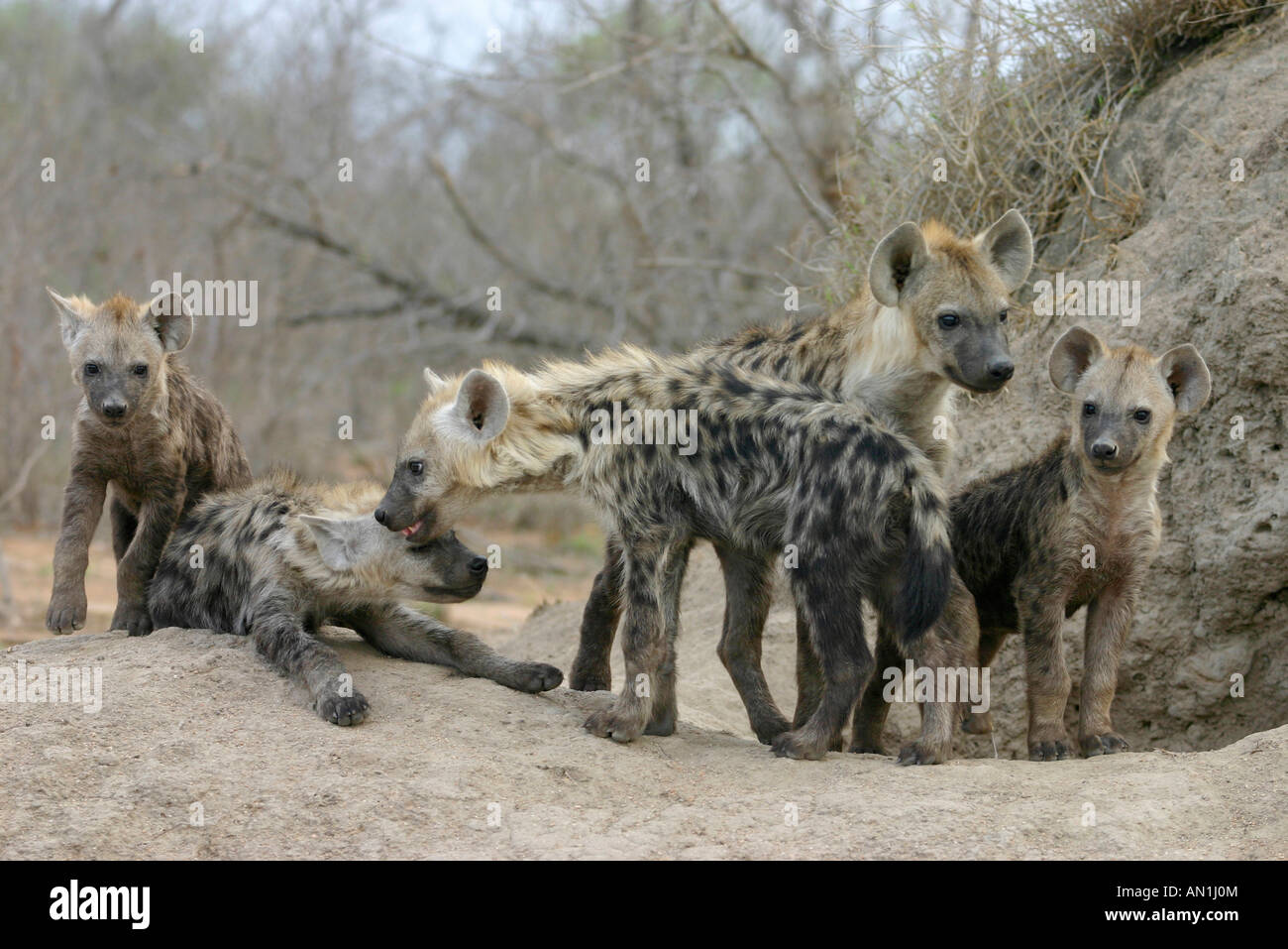 Spotted hyena clan hi-res stock photography and images - Alamy