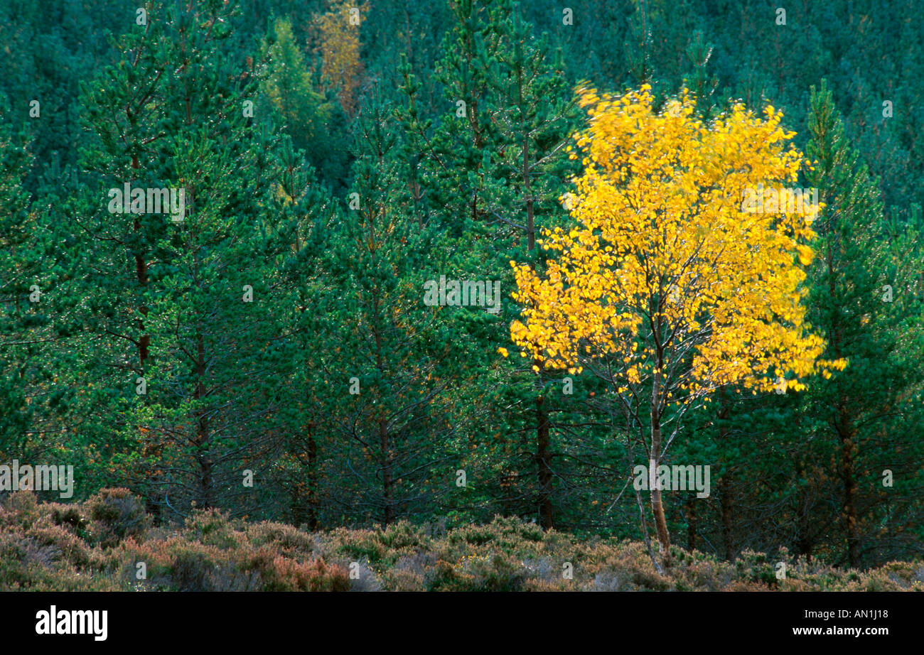 Birch family betulaceae hi-res stock photography and images - Alamy