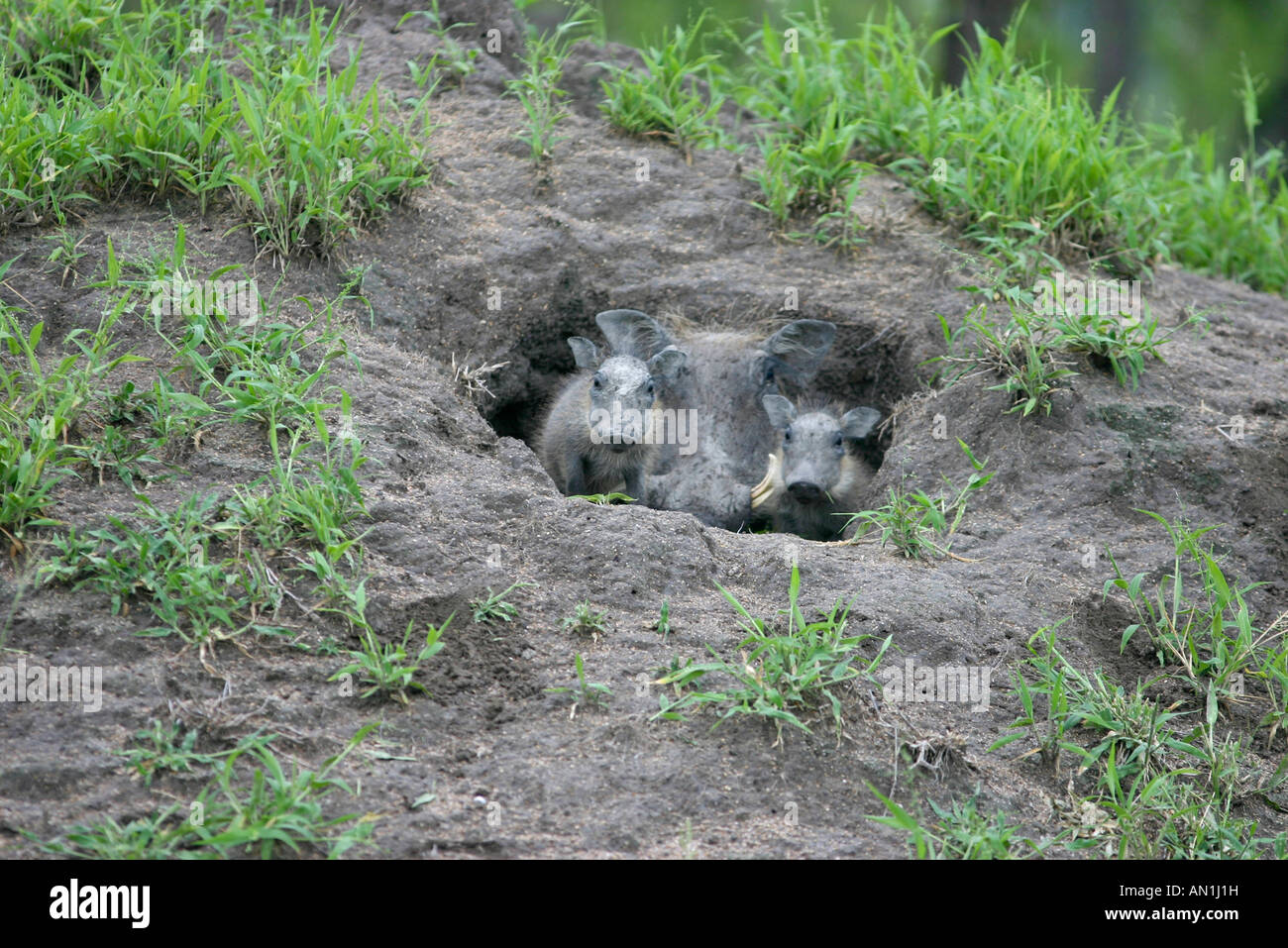 Warthog piglets emerging from their burrow on either side of their ...