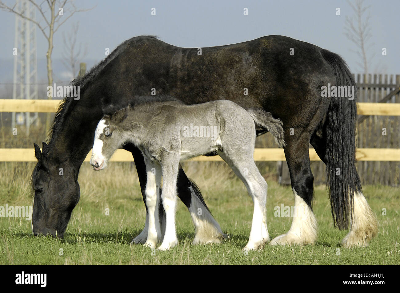 Shire Horse Foal Stock Photos & Shire Horse Foal Stock Images - Alamy
