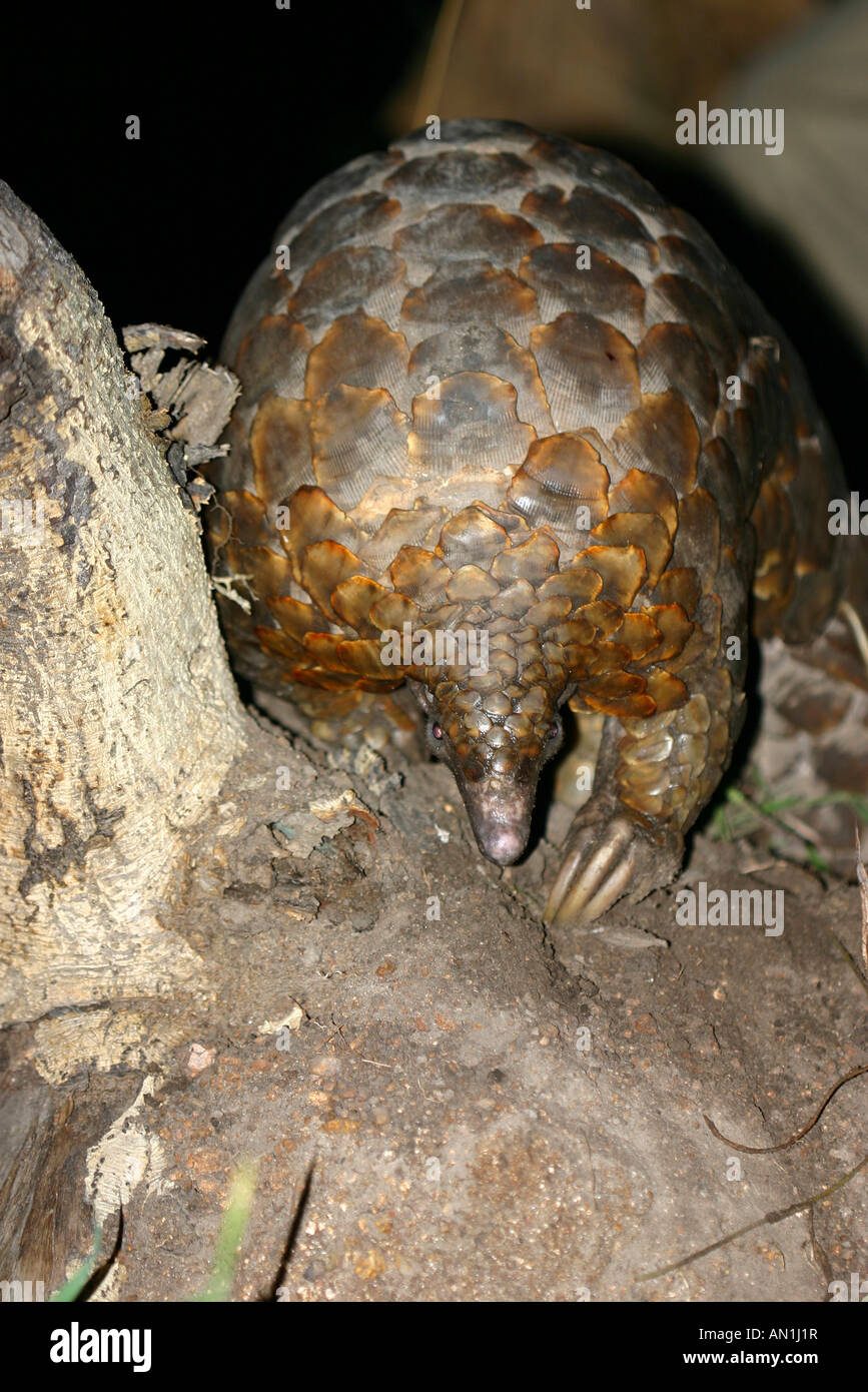Portrait of a pangolin at night Stock Photo - Alamy