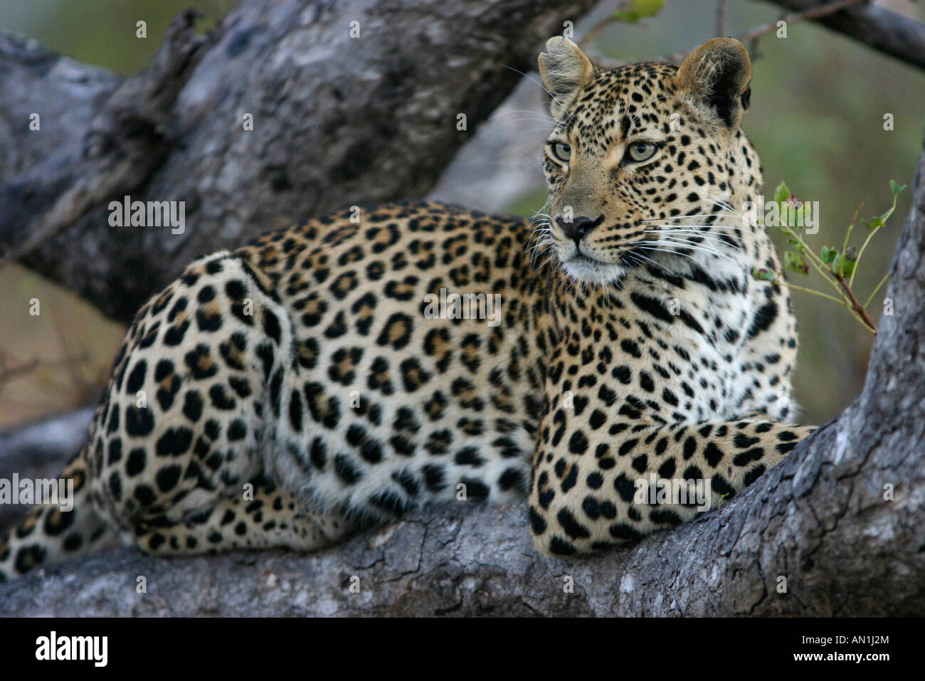 Female leopard resting in the branches of a fallen Marula tree at dusk ...