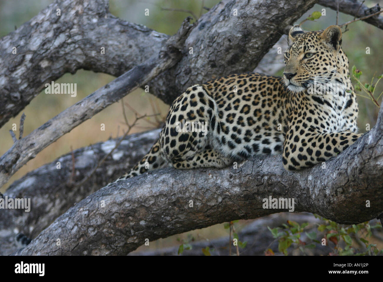 Female leopard resting in the branches of a fallen Marula tree at dusk ...