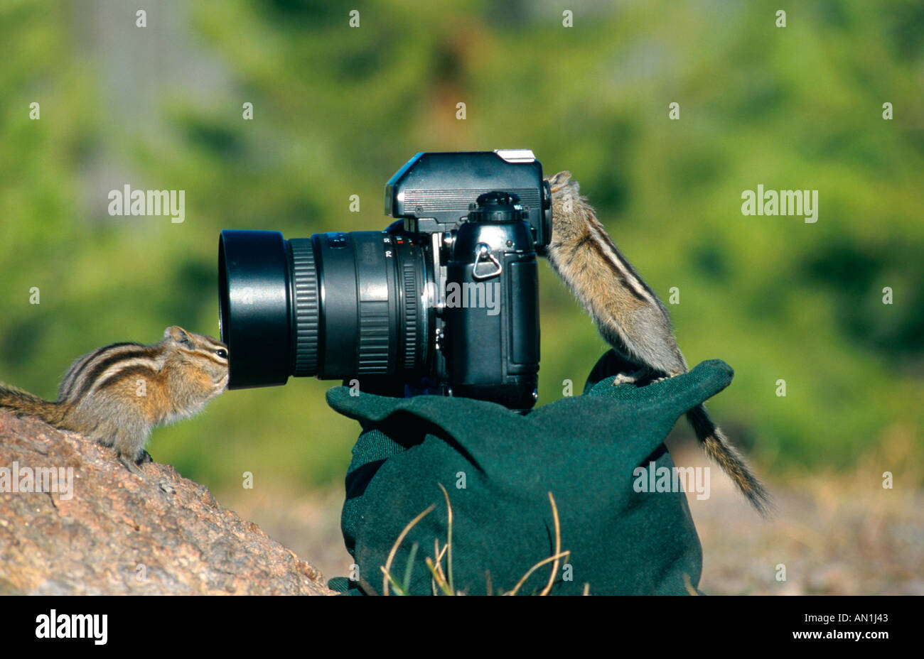Eastern chipmunk two hi-res stock photography and images - Alamy