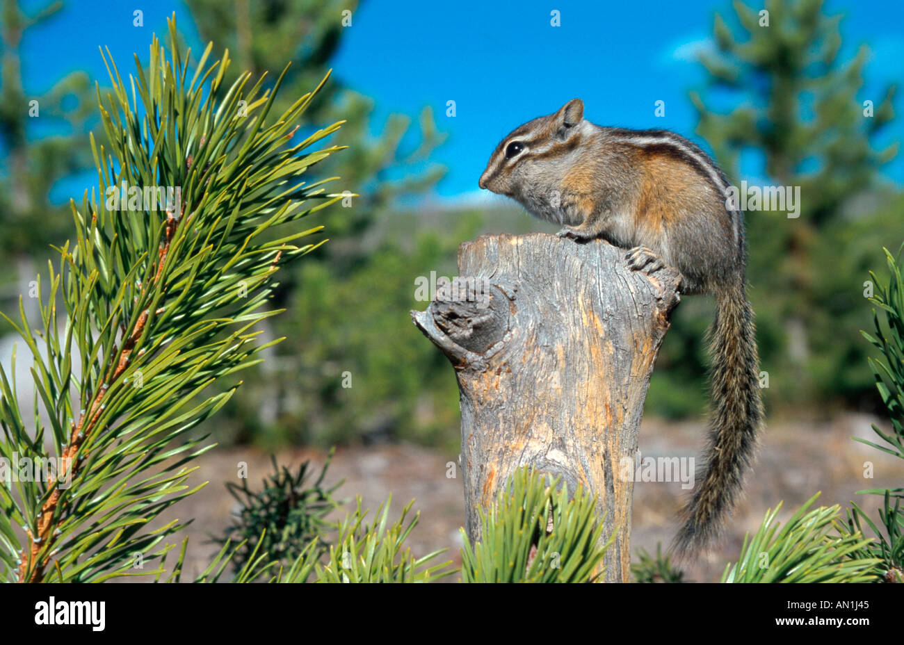 eastern American chipmunk (Tamias striatus), sitting on tree stump, USA ...