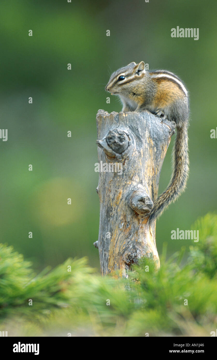 Chipmunks Us High Resolution Stock Photography and Images - Alamy