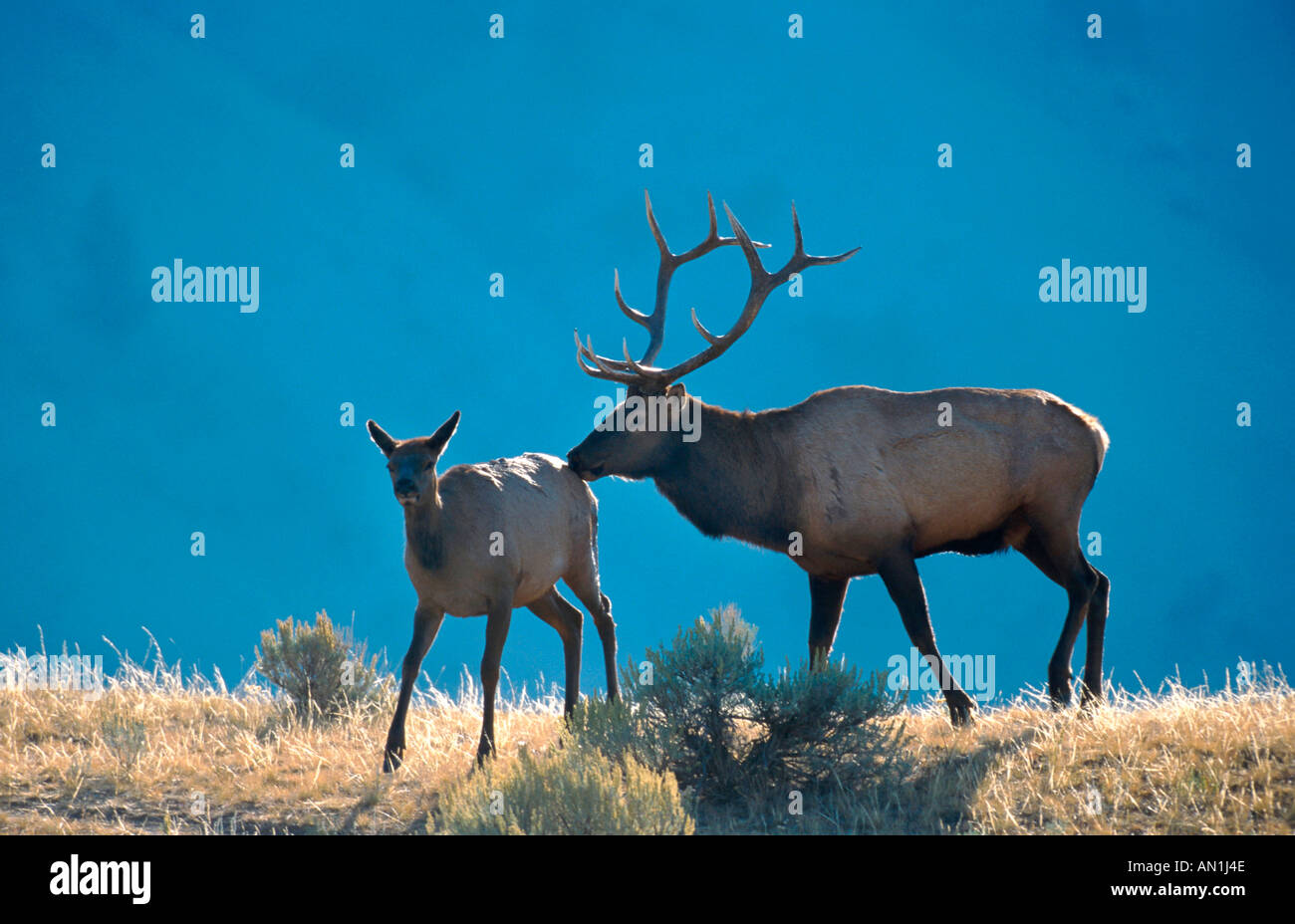 Bull sniffing at cow hi-res stock photography and images - Alamy