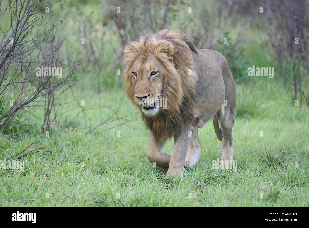 Male lion on the move Stock Photo - Alamy