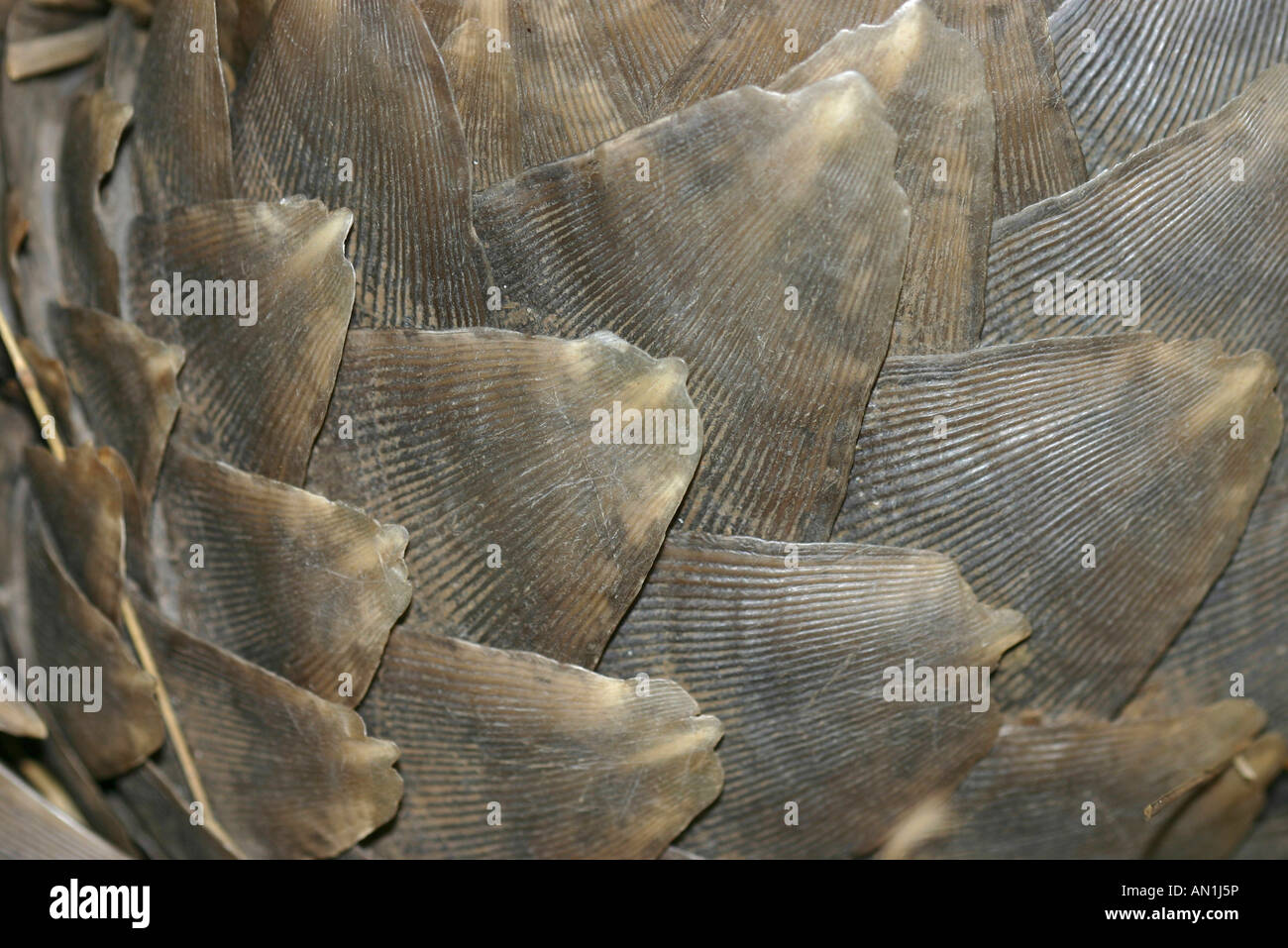 Pangolin showing a close up of the scales Stock Photo - Alamy