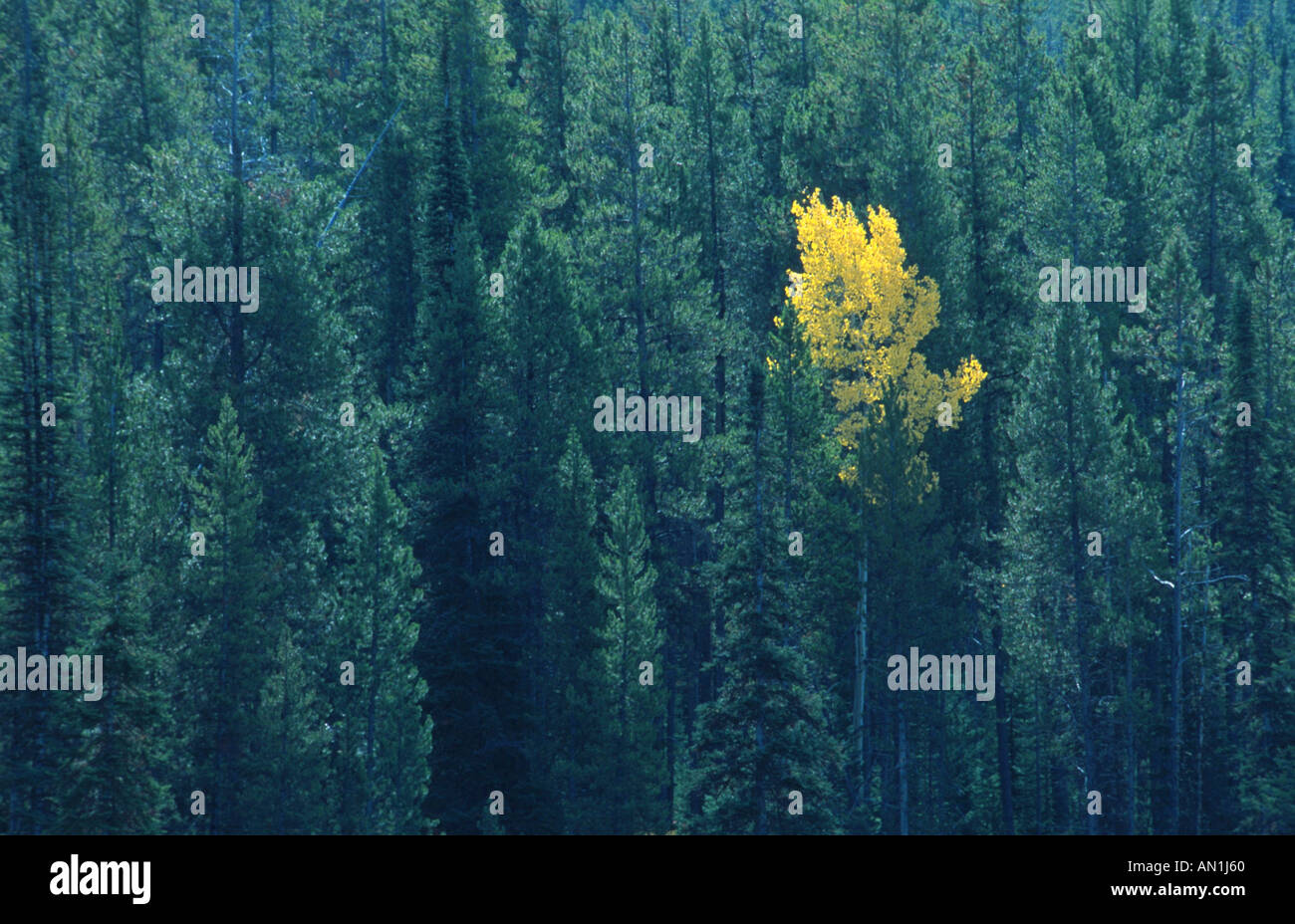 aspen, poplar (Populus spec.), lone tree between Lodgepole pines, USA ...