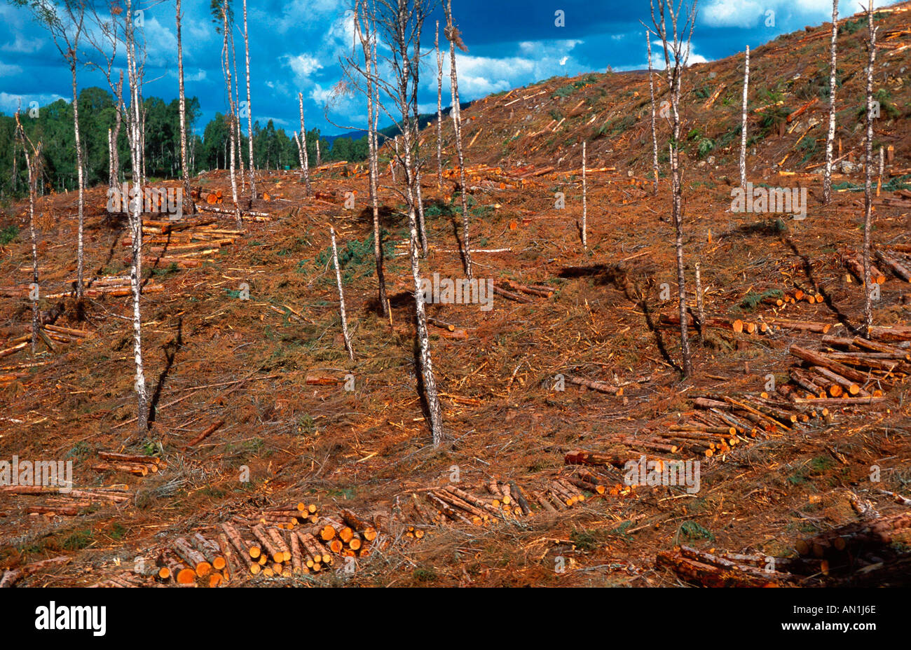 Clear felling logging hi-res stock photography and images - Alamy