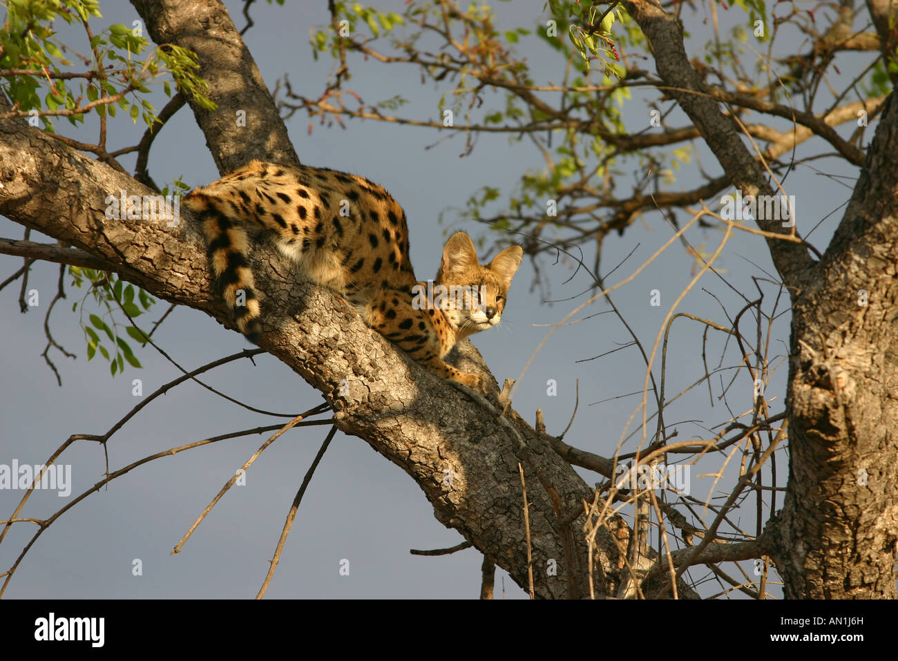 Serval up in tree Stock Photo - Alamy