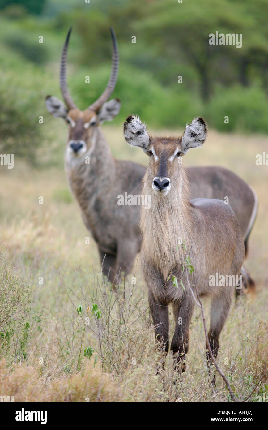 Waterbuck male and female Stock Photo - Alamy