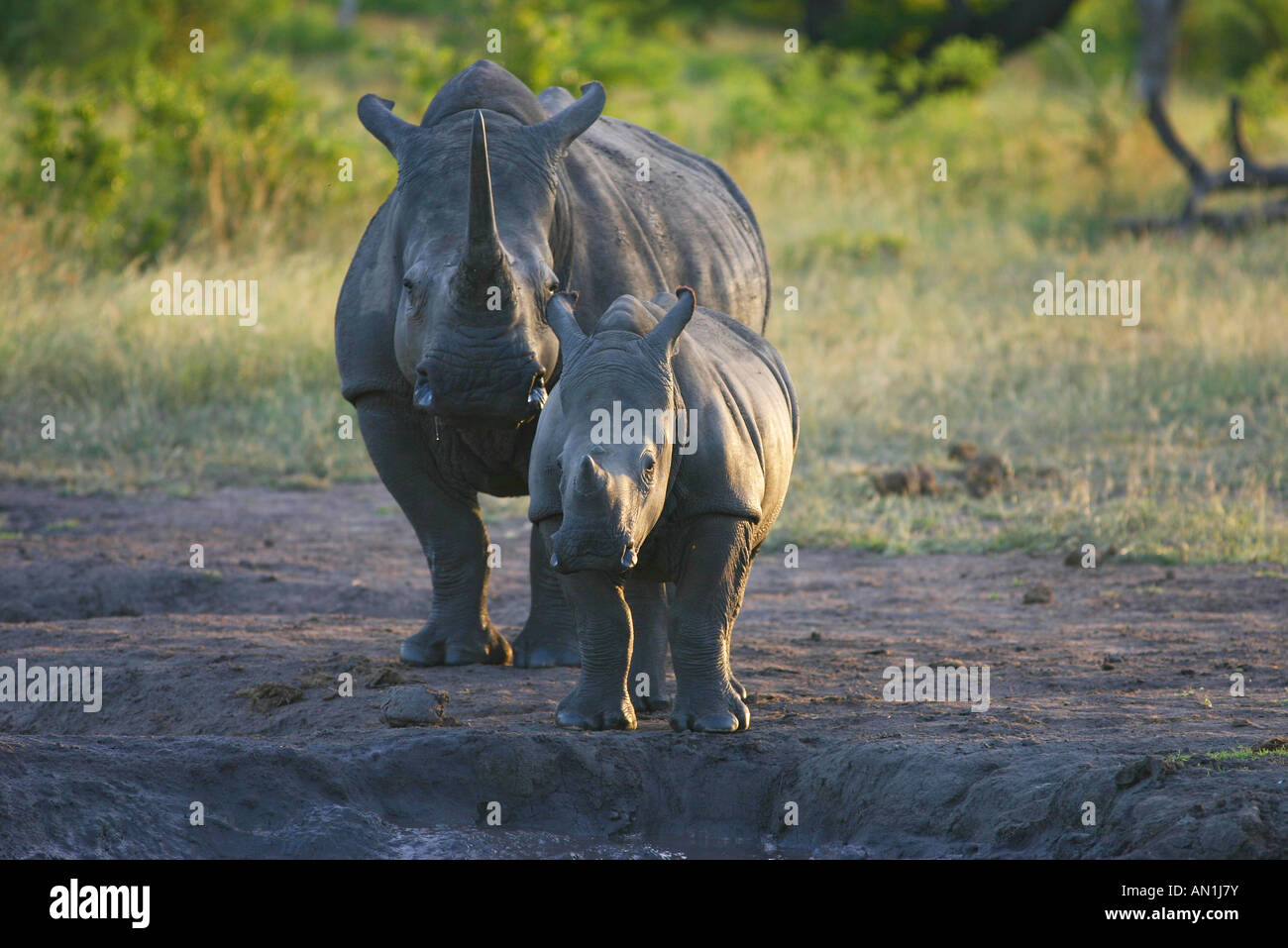 White Rhino cow and calf standing at the edge of a waterhole at dusk ...
