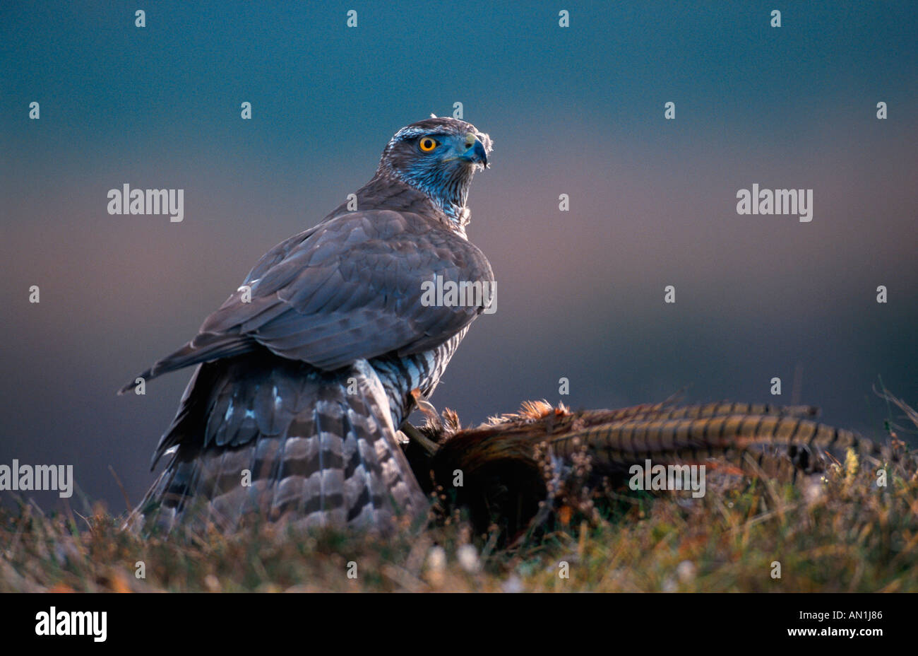 northern goshawk (Accipiter gentilis), with shredded pheasant, United ...