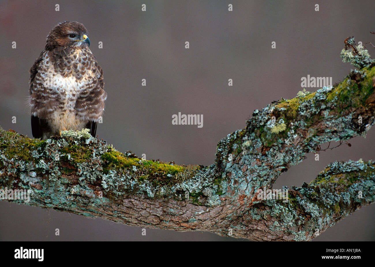 Buzzards Scotland Stock Photos & Buzzards Scotland Stock Images - Alamy