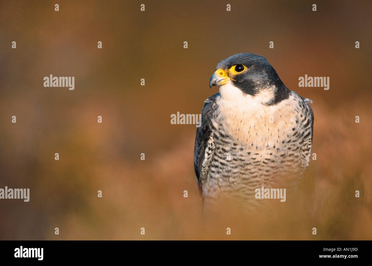 Peregrine falcons scotland hi-res stock photography and images - Alamy