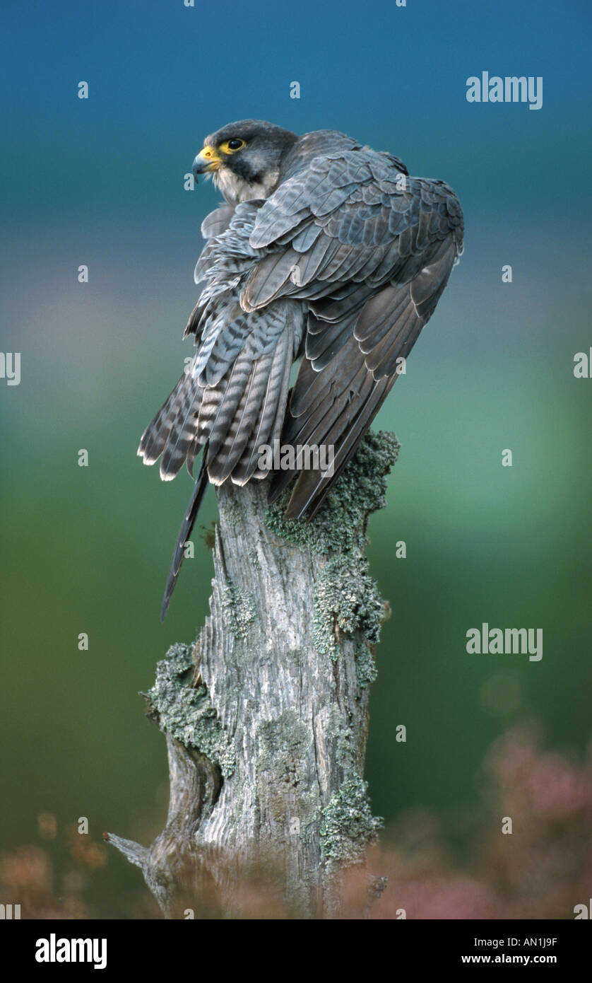 Rear view peregrine falcon falco hi-res stock photography and images ...