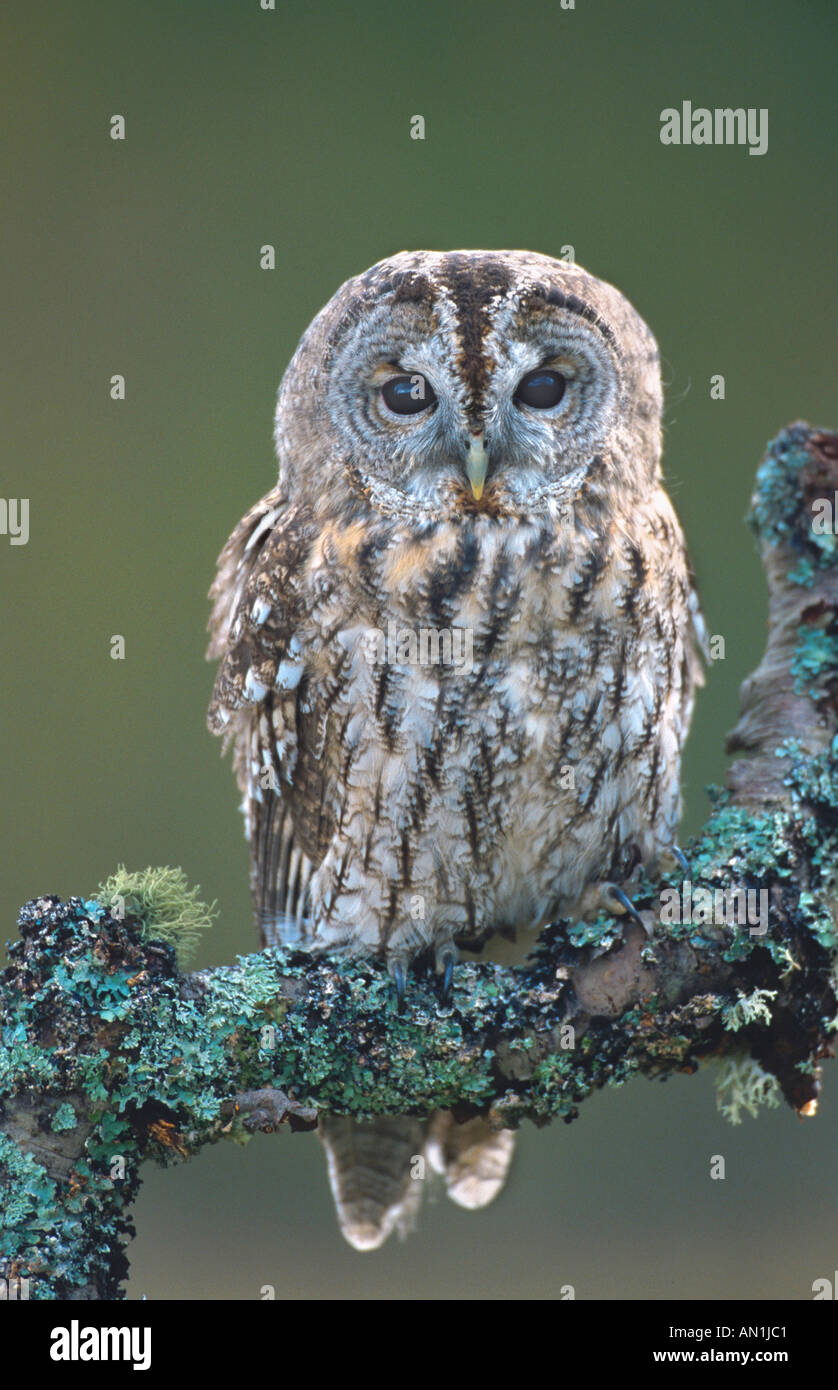 Eurasian tawny owl (Strix aluco), portrait, United Kingdom, Scotland ...