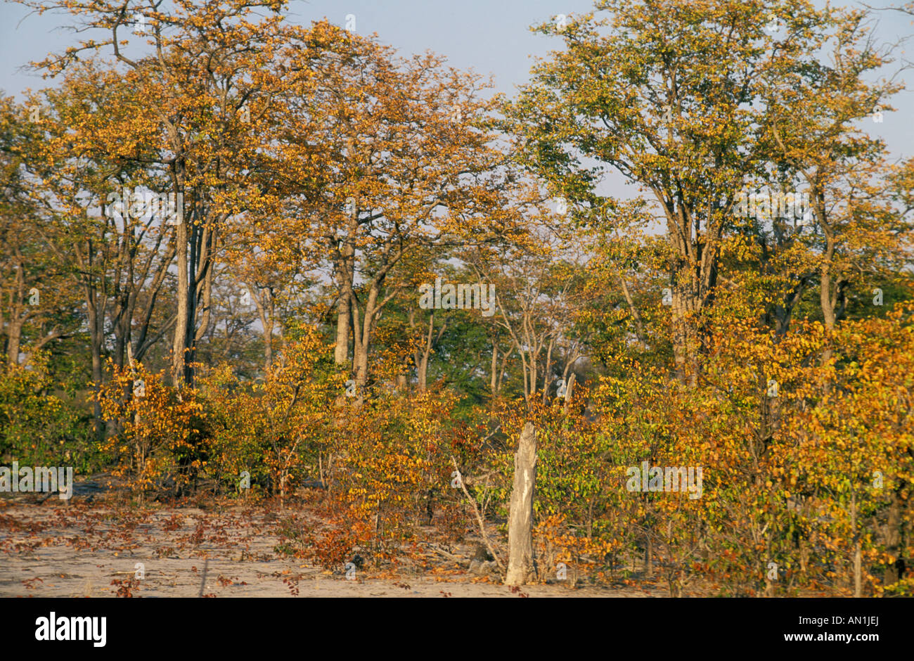 The Mopane (Colophospermum Mopane) woodland is resplendent in it's ...