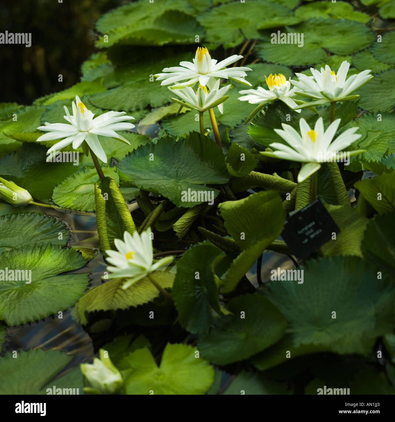 Lillies of the nile hi-res stock photography and images - Alamy