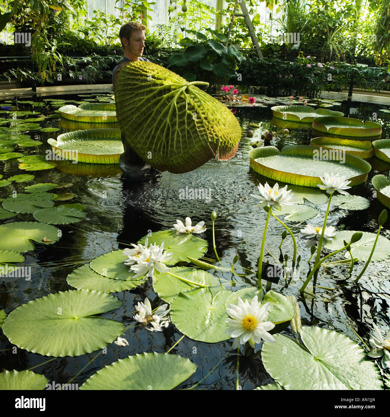 lifting giant water lily pad santa cruz lily Stock Photo - Alamy