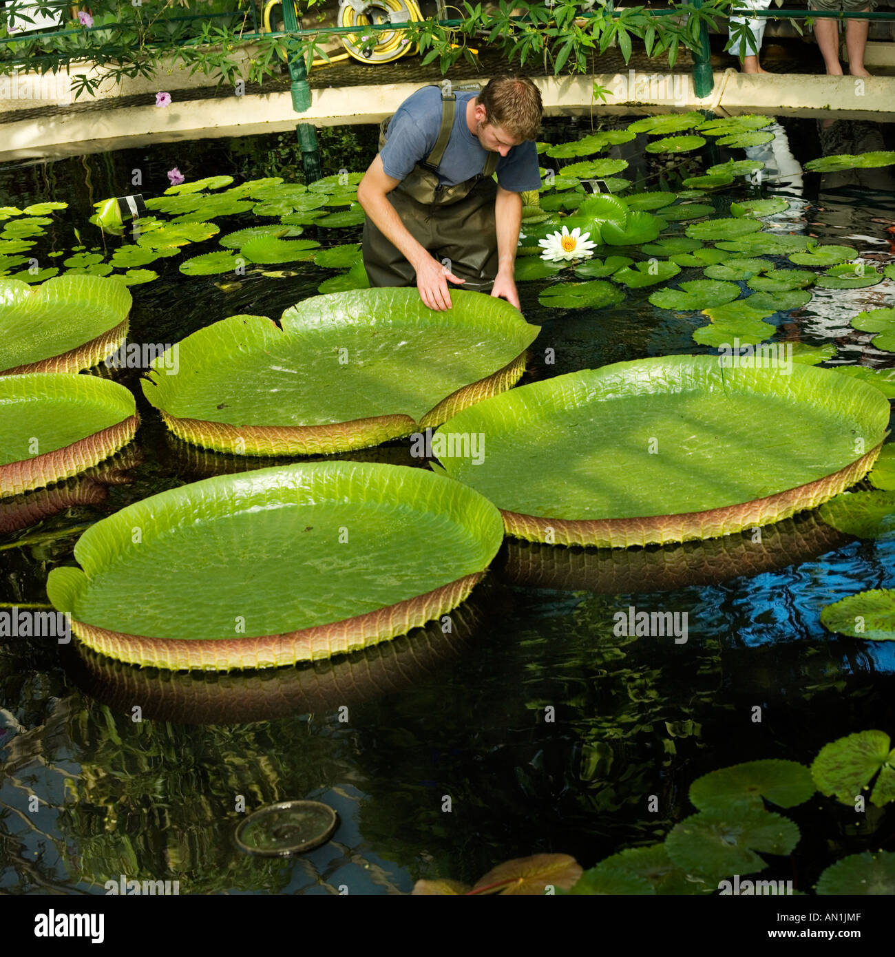 giant water lily gardener santa cruz lily kew gardens Stock Photo - Alamy