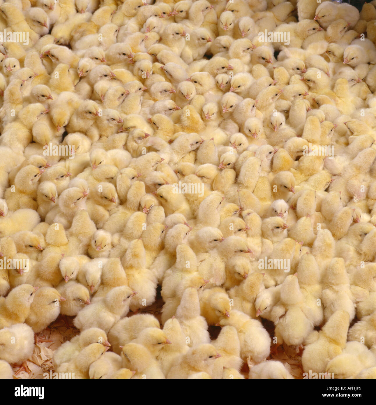 Chicken farm lancaster pennsylvania hi-res stock photography and images ...