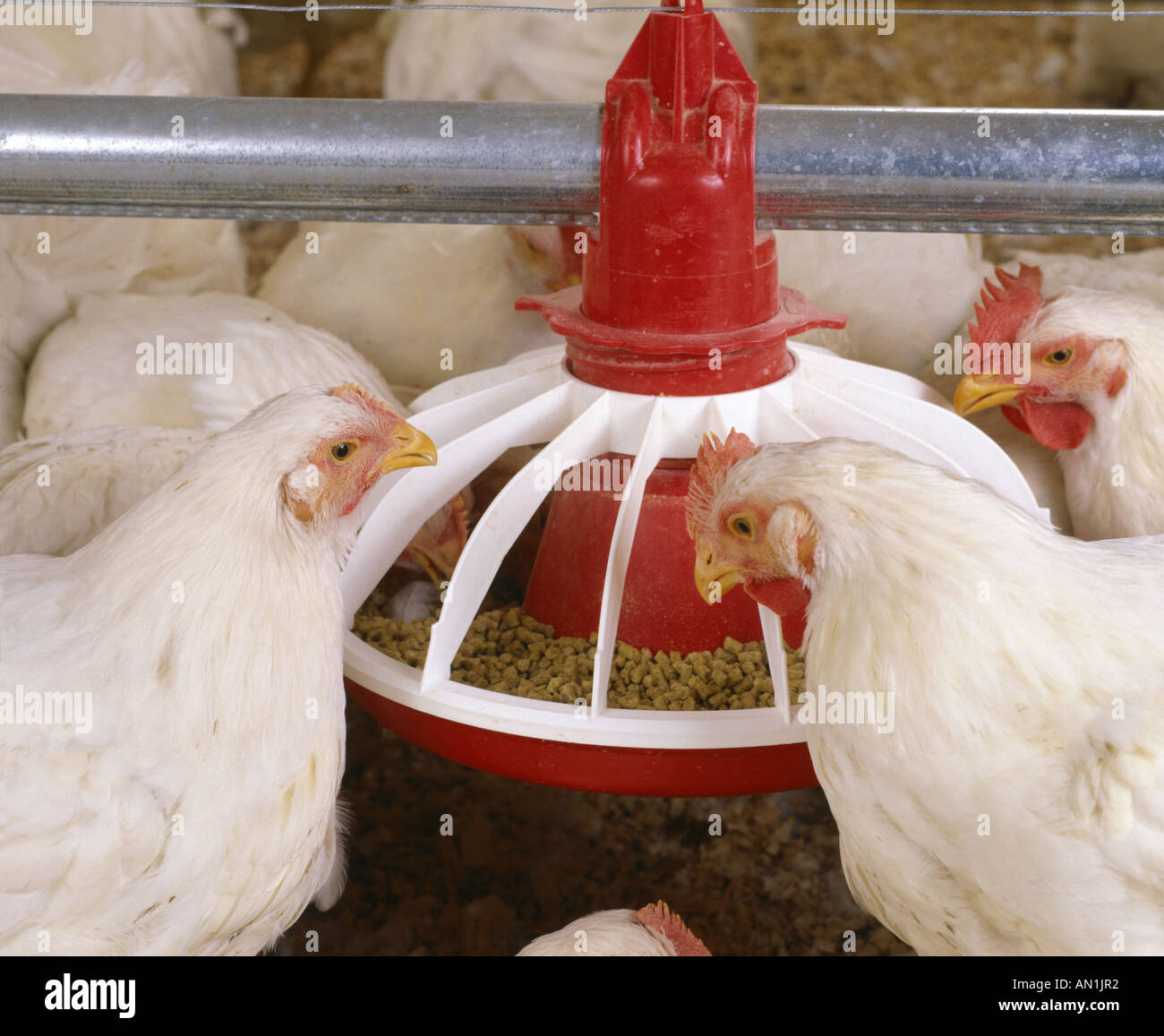 Hubbard cross broilers hi-res stock photography and images - Alamy